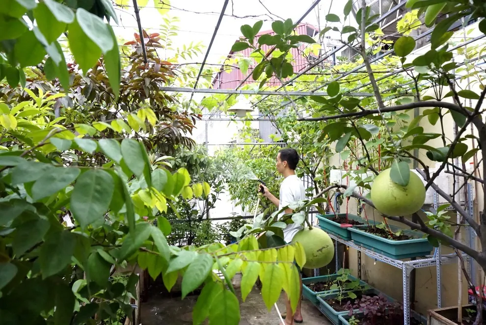 Chôm Chôm Java Đỏ Chậu: Chôm Chôm Java Ngọt Chua – Đặc Điểm Và Cách Trồng