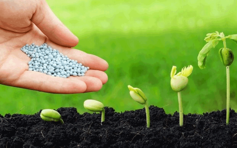 Chôm Chôm Java Đỏ Chậu: Chôm Chôm Java Ngọt Chua – Đặc Điểm Và Cách Trồng